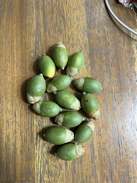 Palm Tree Seeds Look Like