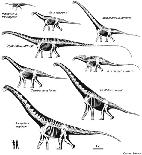 Sauropods Current Biology
