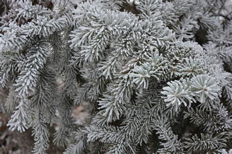 크리스마스 트리 가문비 나무 서리와 눈송이로 덮여 흰색 눈의 층 아래 소나무의 녹색 가지 쾌적한 감정과 아름다운 자연 겨울