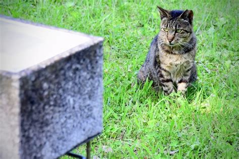 Cf33 2344 By Cuoref33 （id：11838768） 写真共有サイトphotohito