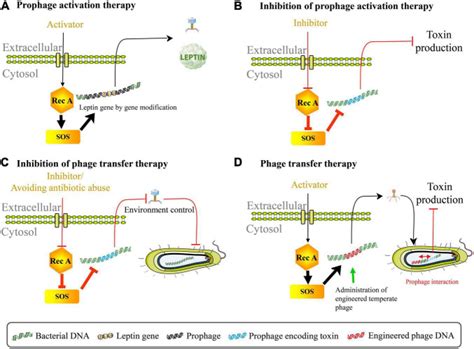 Prophage Activation In The Intestine Insights Into Functions And