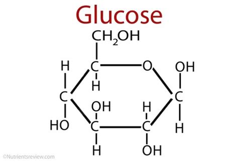 Bio 200 Midterm 1 Prep Flashcards Quizlet