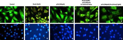 Apoptotic Analysis Using Aoeb And Dapi Staining On H9c2 Cells Treated