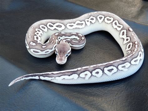 Morph List World Of Ball Pythons