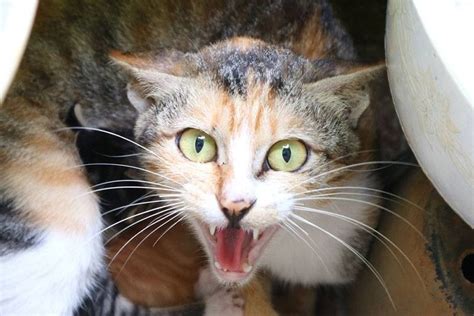 Почему кошки шипят на человека 2024 ВКонтакте