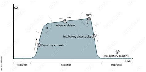 Vector Illustration Of Etco2 Capnography Waveform Stock Vector Adobe