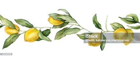 완벽 한 수평 테두리 또는 배너 열대 레몬 손으로 그린 수채화 그림 통하고 있는 백색 고립된 배경 구조 기치를 위한 밀감속 본 제품 라벨을 위한 녹색 잎이 있는 과일 레몬에