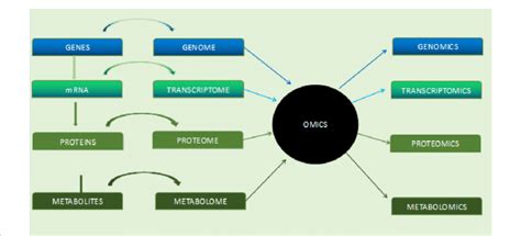 A Schematic Diagram Outlining The Flow Of Information And The