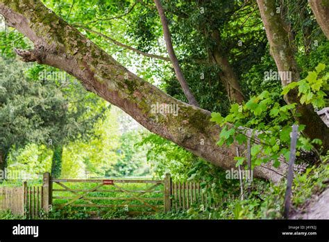 Tree Growing At An Angle Stock Photo Alamy