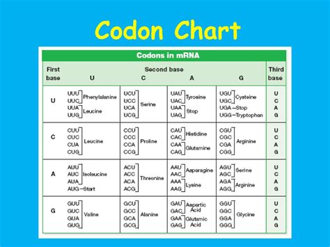 Translation Mrna Protein Ppt Download