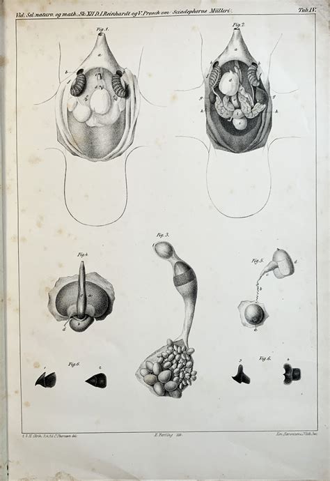 Om Sciadephorus Mulleri Eschr En Undersogelse