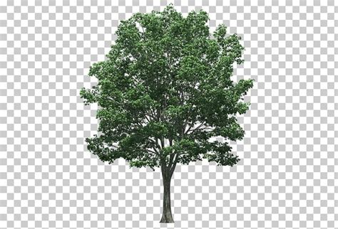 Tree Architectural Rendering Landscape Architecture Stock Photography PNG Clipart