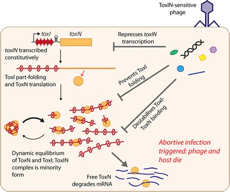 Model For Activity Of Toxin Against Incoming Phage Both Components Are Download Scientific