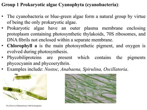 Algae Classificationpptx