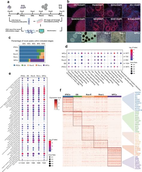 Single Cell Rna Seq Reveals Dynamic Transcriptome Profiling In Human Early Neural