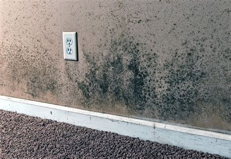 Top Differences Between Mold And Mildew Titan Restoration