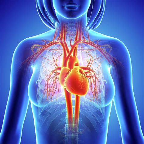 Female Cardiovascular System By Science Photo Library