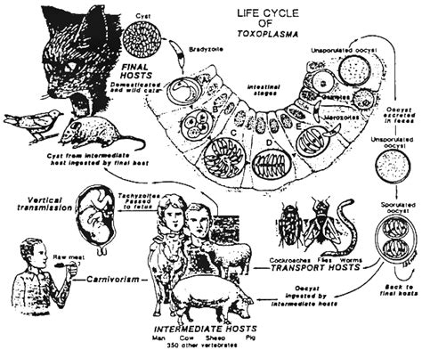 Under The Microscope Toxoplasmosis