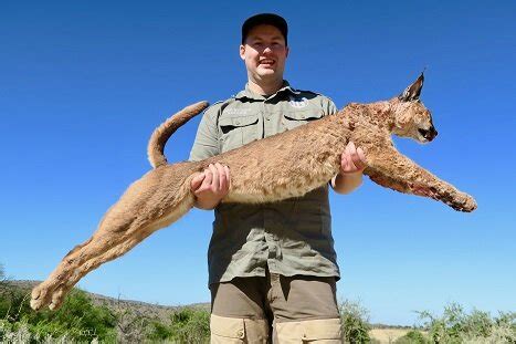 Caracal Cat Hunting