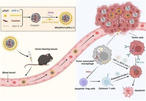 用于抗肿瘤免疫治疗的巨噬细胞和 T 细胞双重激活的多功能氧化还原响应纳米平台 Acs Nano X Mol
