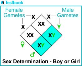 Sex Determination Understanding How Gender Is Decided