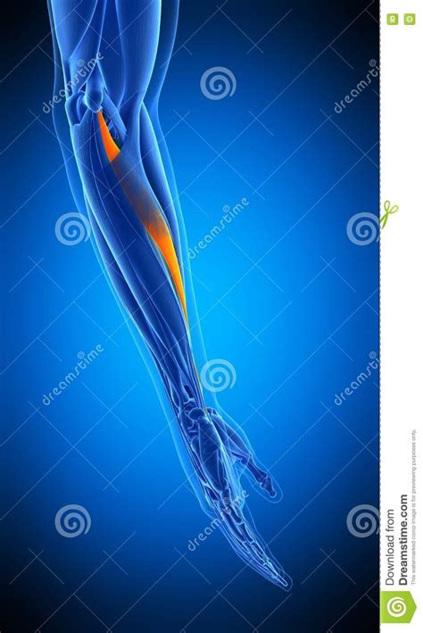 The Flexor Carpi Radialis Royalty Free Cartoon CartoonDealer Com
