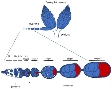Draw A Schematic Diagram Depicting Oogenesis Wiring View And