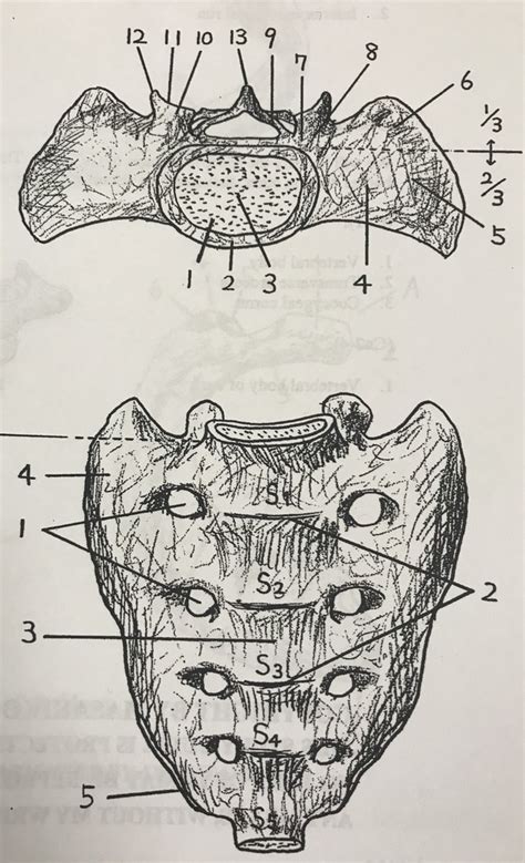 Sacrococcygeal Region Diagram Quizlet