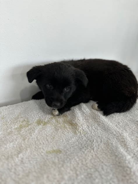 믹스견멍이 강아지책임분양 강아지분양 고양이분양 컴투펫 시츄 셔틀랜드쉽독 말티푸 미니핀 치와와 요크셔테리어 포메라니안 말티즈 분양