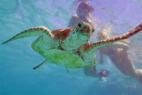 그레이트 배리어 리프 스노클링 및 초보 스쿠버다이빙 Ocean Freedom 줌줌투어 호주 케언즈