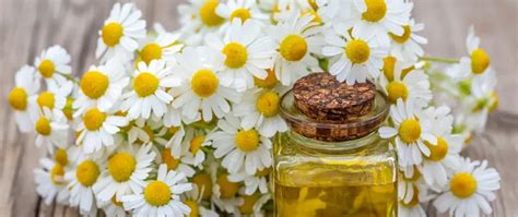 How Chamomile Extract Benefits The Skin Beton Nutrition