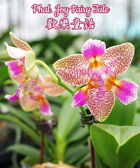 Phal. Joy Fairy Tale (Орхідея, Підлітки фаленопсисів (роздрібні ціни ...
