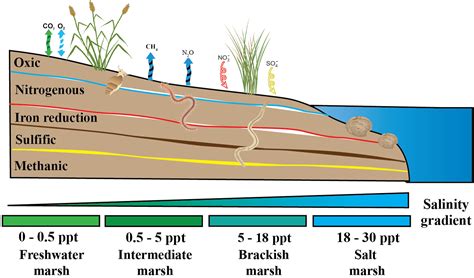 Subsurface Redox Interactions Regulate Ebullitive Methane Flux In Heterogeneous Mississippi