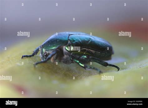 June Bug Green Bug Ultra Macro View Extreme Close Up Green Beetle Beetle Head Movement