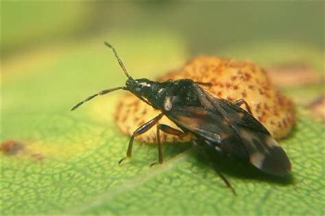 Anthocoris Nemoralis Fabricius 1794 Azorean Biodiversity Portal