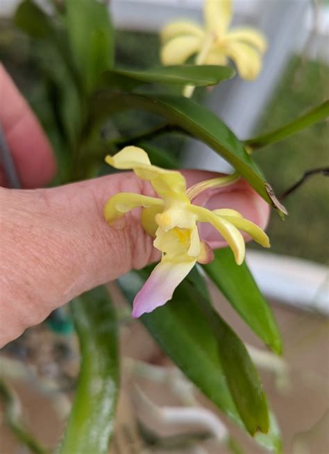 Vanda Vietnamica X Vanda Ustii October 2022 The Beautiful World Of