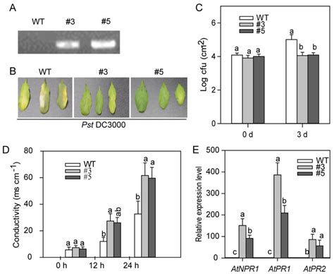 N Methyltransferase Caashh3 Acts As A Positive Regulator Of Immunity Against Bacterial Pathogens