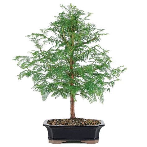 Dawn Redwood Bonsai Care