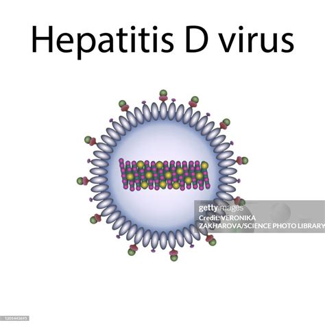 Hepatitis D Virus Illustration High Res Vector Graphic Getty Images