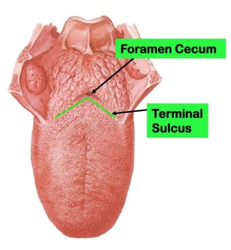 Sulcus Terminalis Tongue