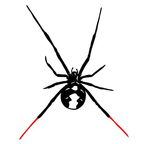 How To Draw A Black Widow Spider Sketchok