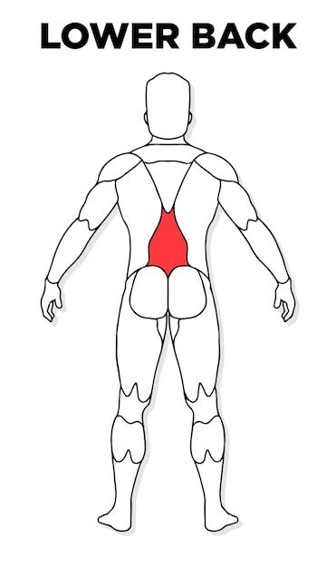 Lower Back Muscle Anatomy Diagram Male Lower Back Muscles On Black