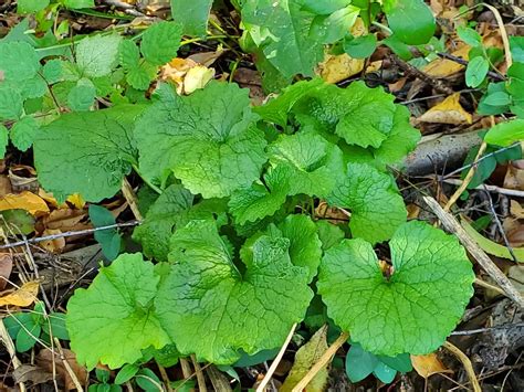 Remove Invasive Plants Homegrown National Park