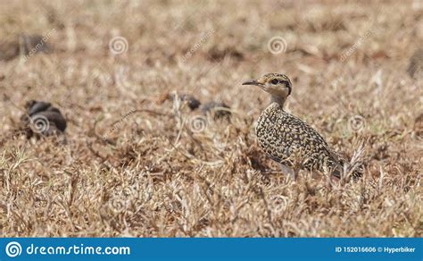 Sisón Somalí Eupodotis Humilis MundiAves