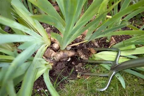How To Divide Iris Rhizomes Growing Plants Iris Rhizomes Rhizome