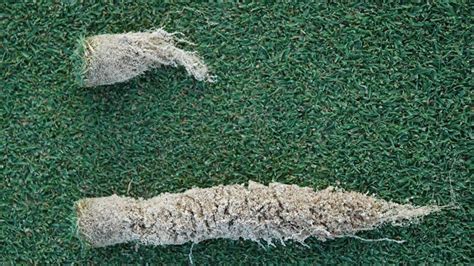 Pythium Root Dysfunction In Turf Nc State Extension Publications
