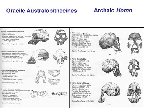 Ppt Our Understanding Of Human Evolution Is Primarily Based On