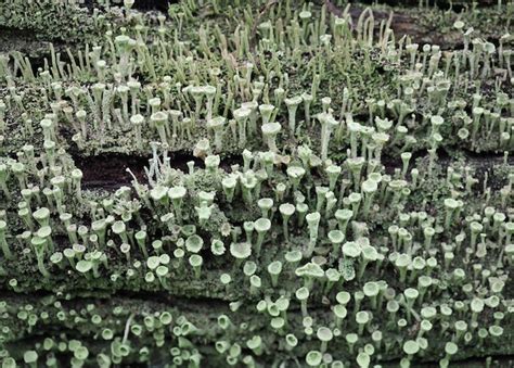 20 Cup Lichen Pictures