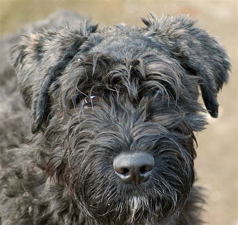 Bouvier De Flanders Best Breed Ever
