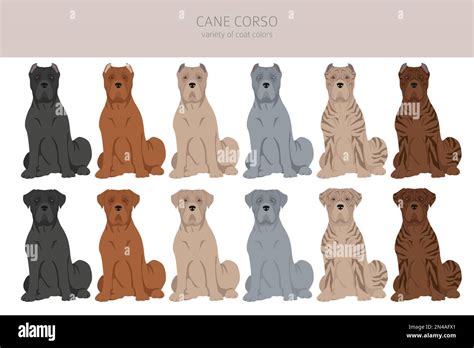 Cane Corso Clipart Different Poses Coat Colors Set Vector
